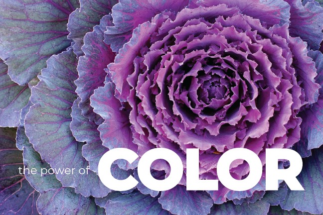 Color - Thank You - Century Direct